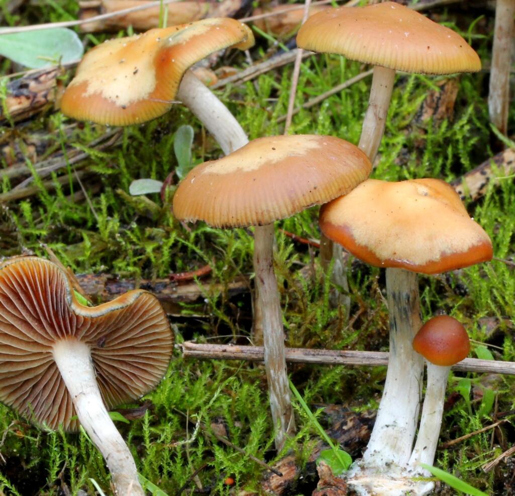 Magic Mushrooms - Rehab Guide